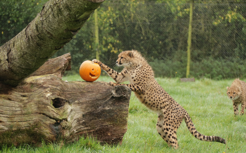 Cheetah Cubs In A Ball